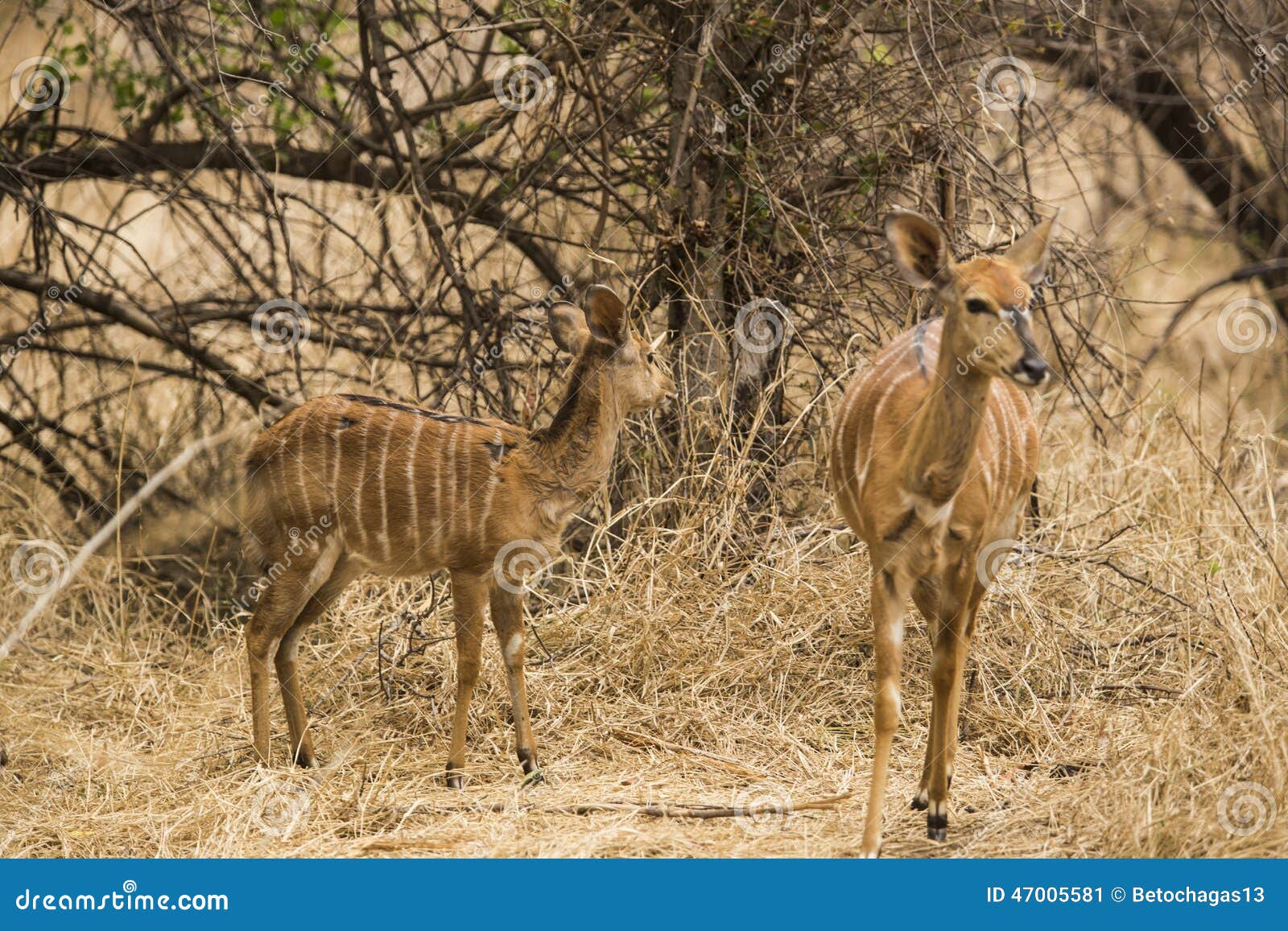Impala stock image. Image of beautiful, wilderness, wild - 47005581