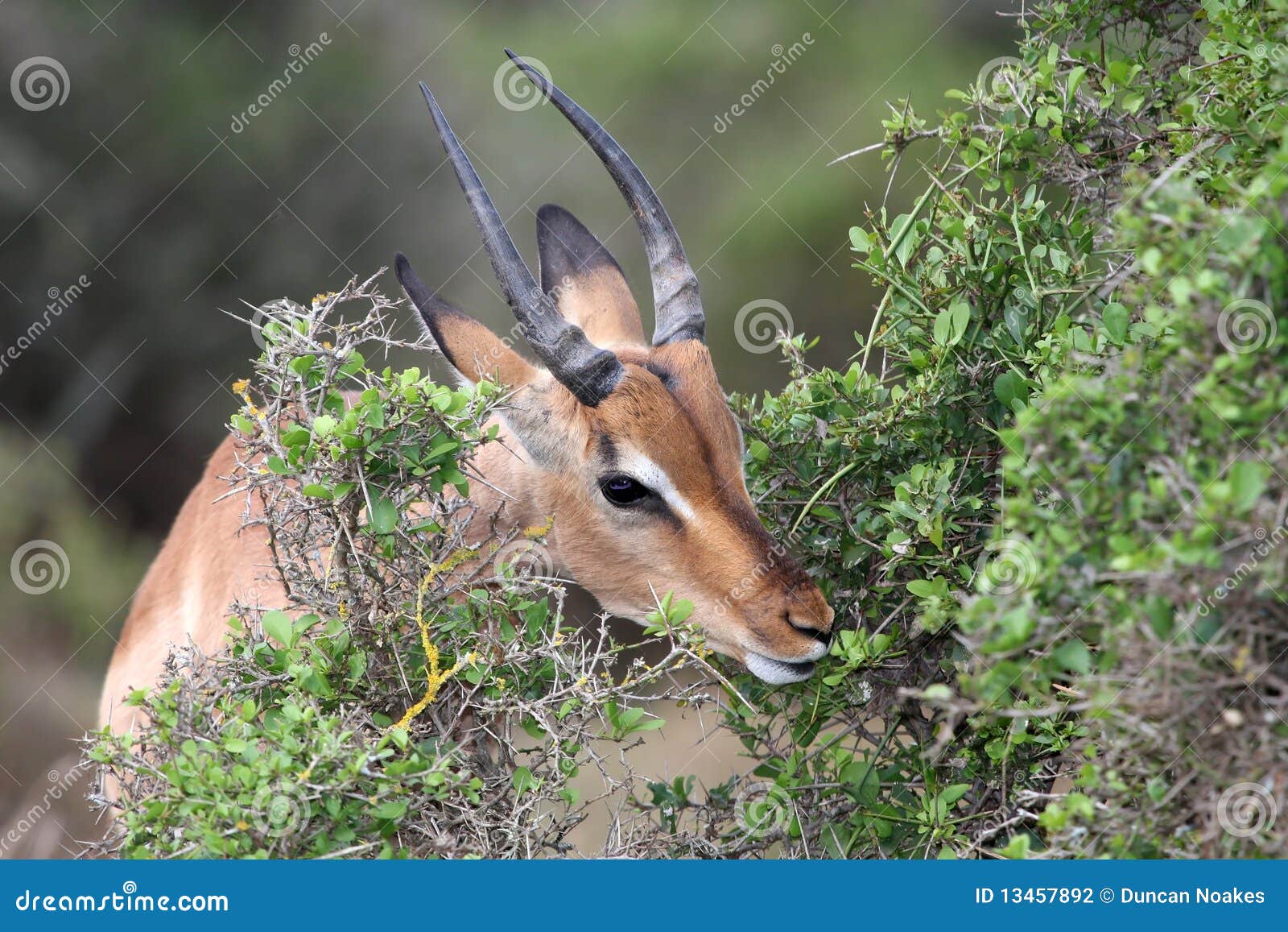 Impala Antelope Feeding stock photo. Image of fauna, close - 13457892