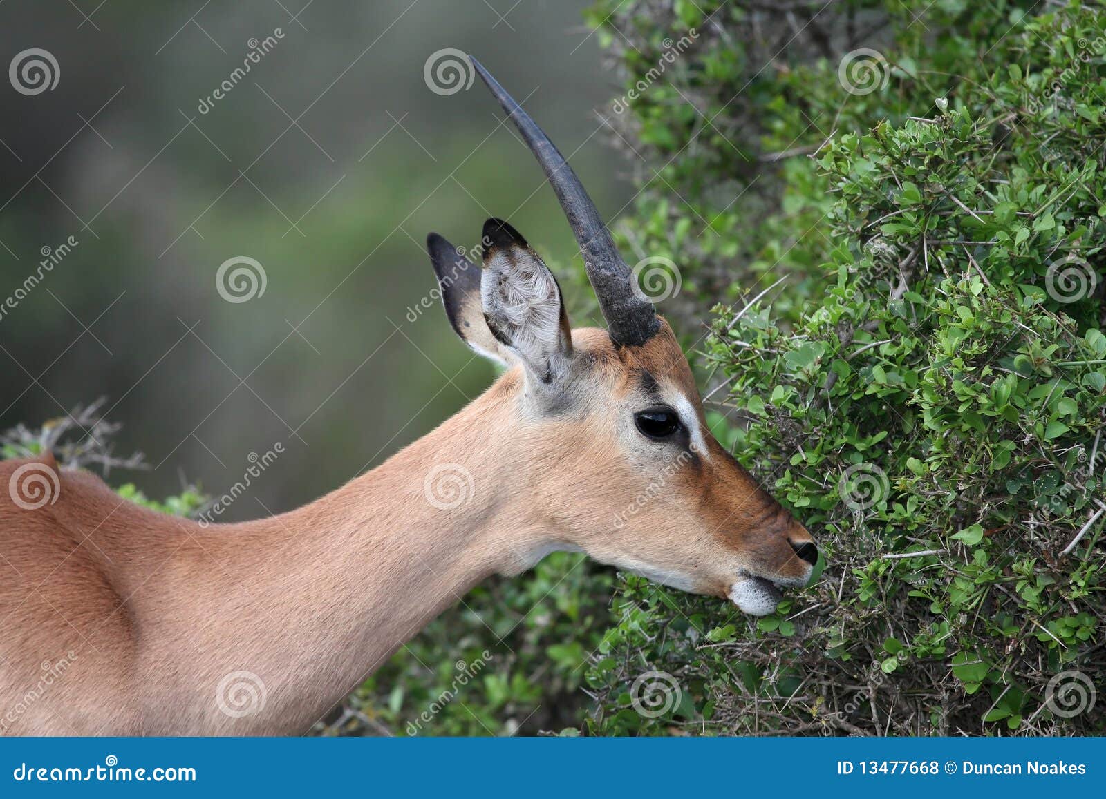 Impala Antelope Feeding stock photo. Image of outdoor - 13477668