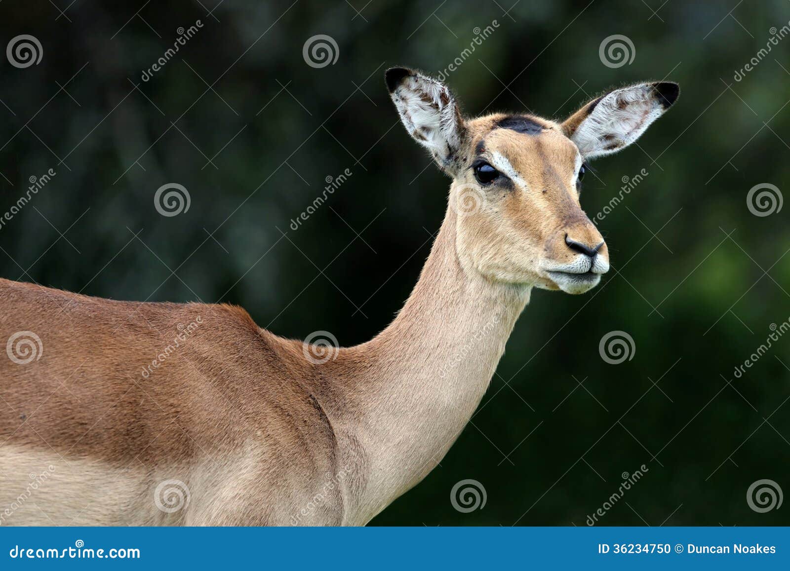 Impala Antelope Female stock photo. Image of africa, brown - 36234750