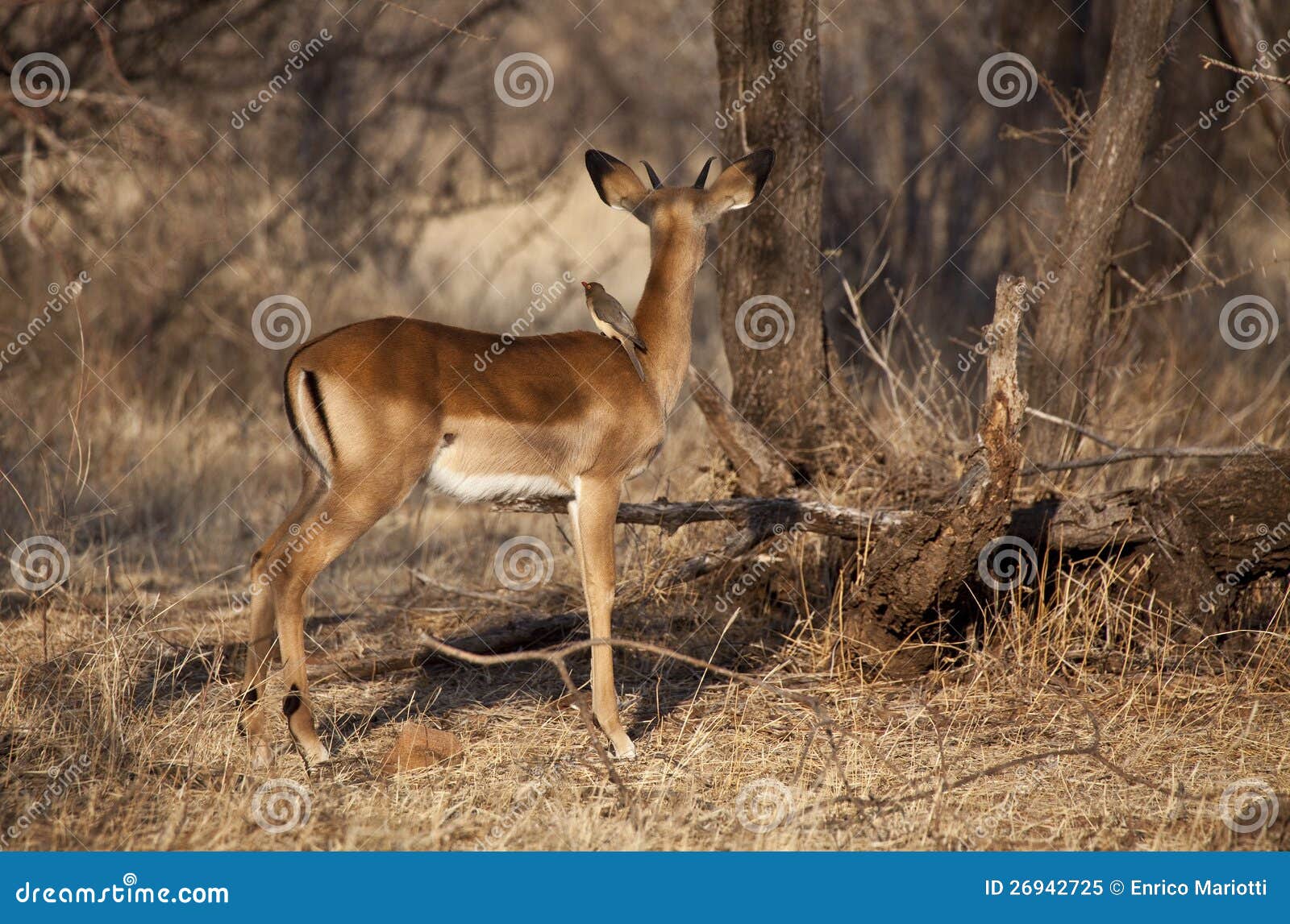 Impala antelope in Kenya stock image. Image of impala - 26942725