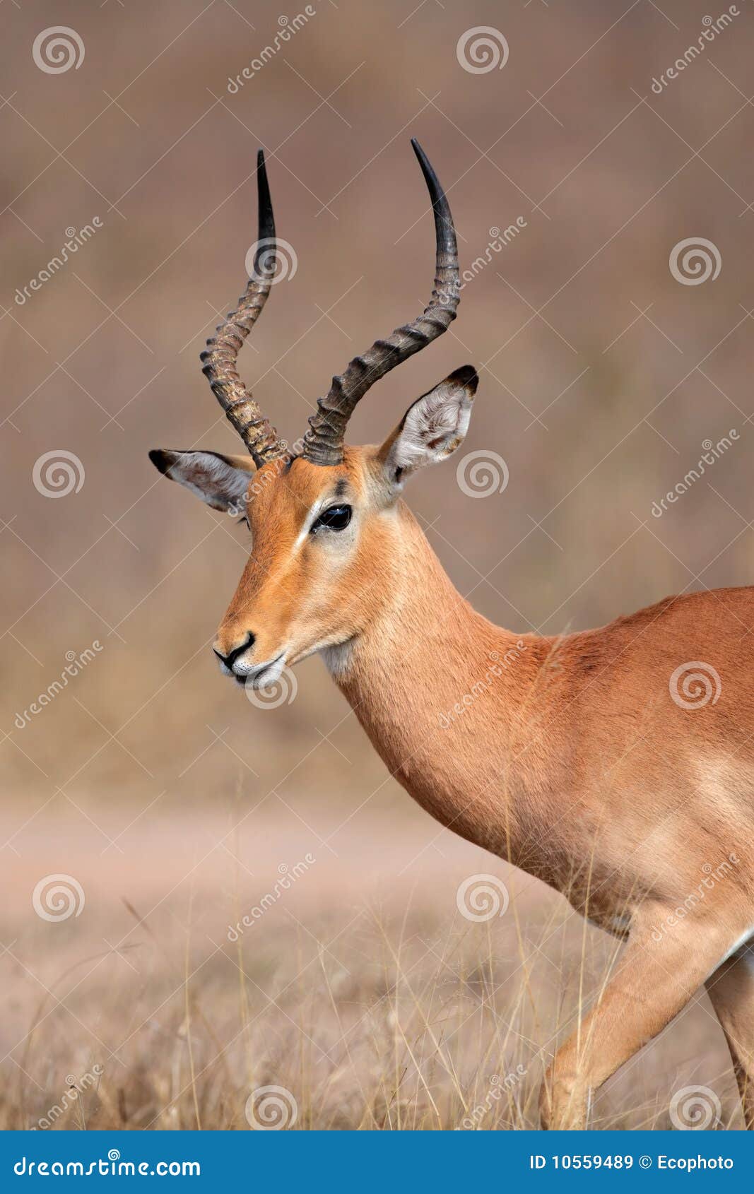 Impala Antelope, Kruger Park, South Africa Stock Image - Image of south ...