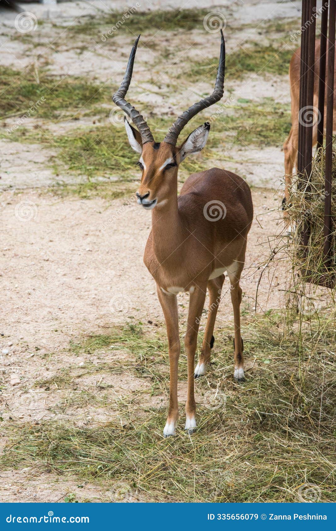 Impala Antelope Portrait in Zoo Stock Image - Image of wildlife, buck ...