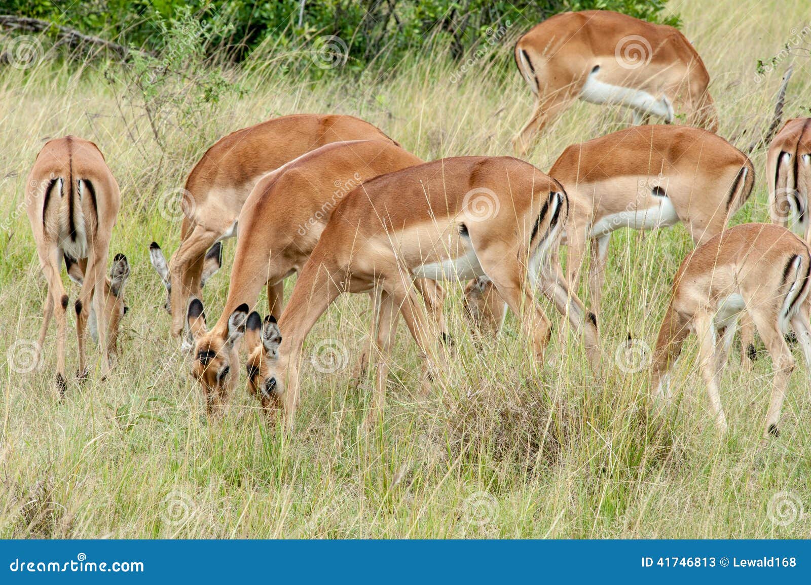 Impala stock image. Image of africa, horns, hooves, animal - 41746813
