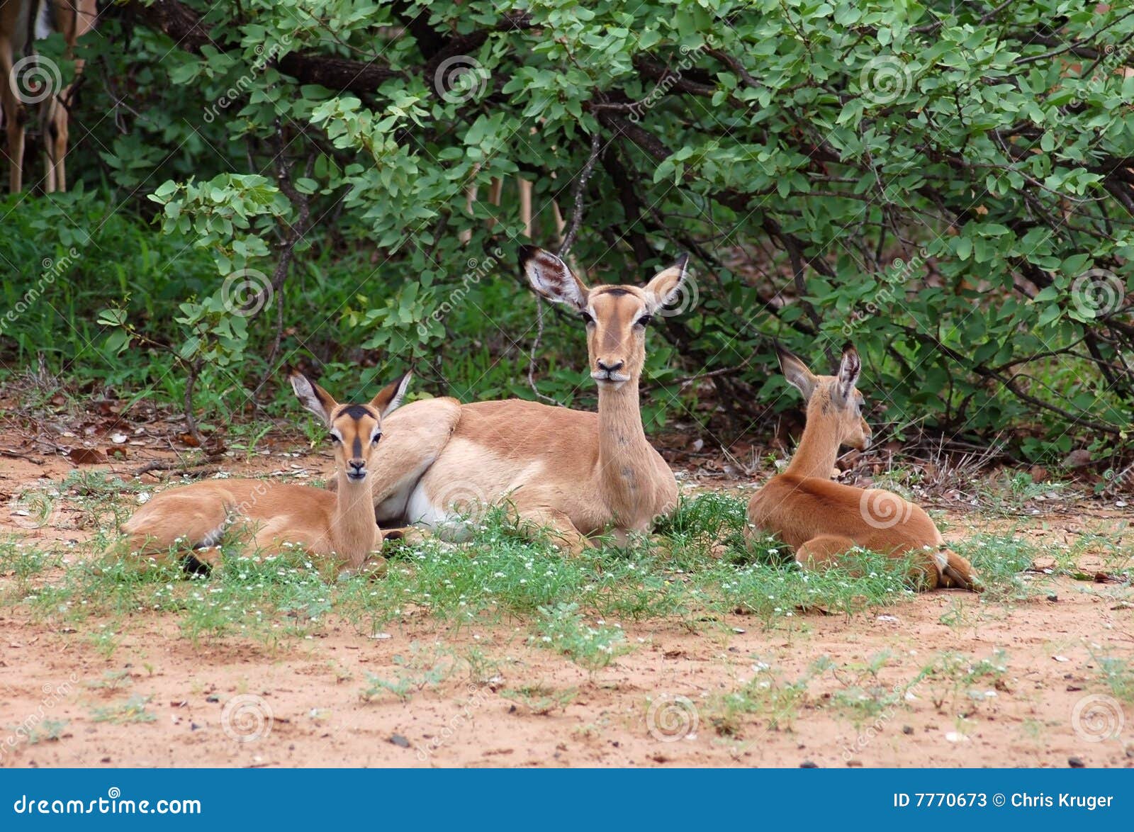 Impala Antelope in South Africa Stock Image - Image of ecology, impala ...
