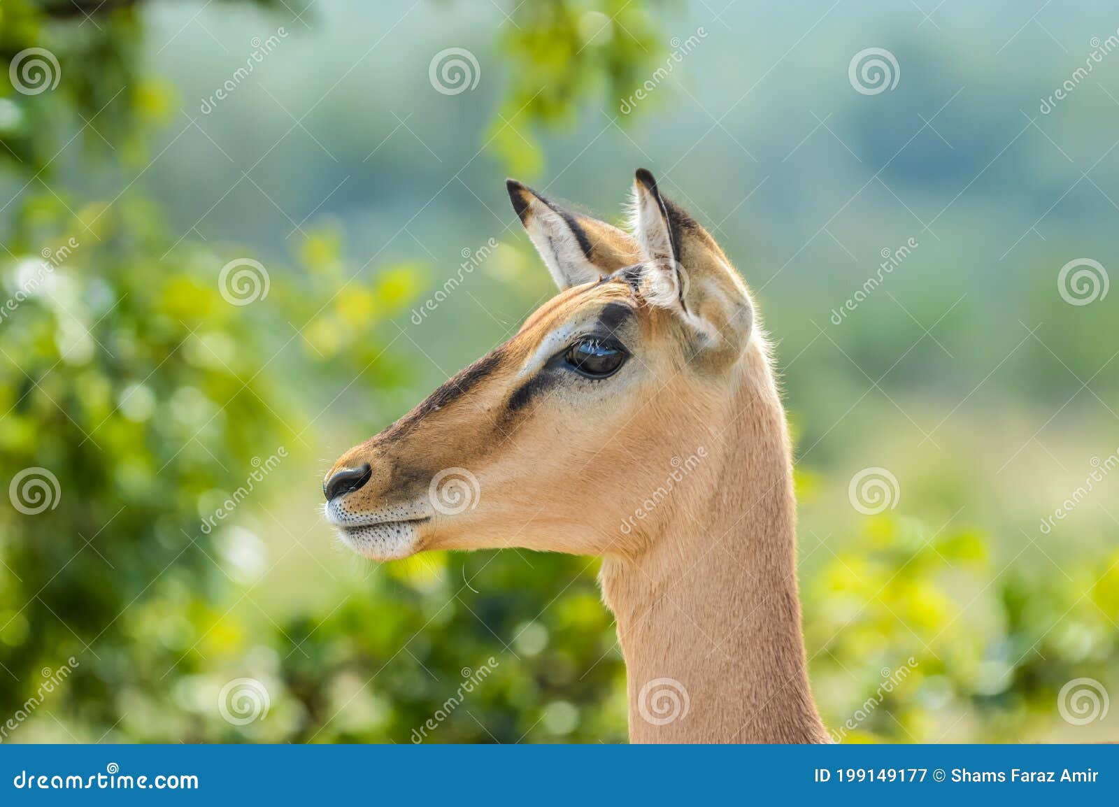 Impala Antelope in South African Game Reserve Stock Image - Image of ...