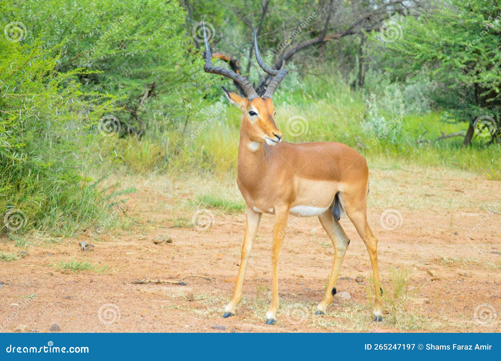 Impala Antelope in South African Game Reserve Stock Image - Image of ...