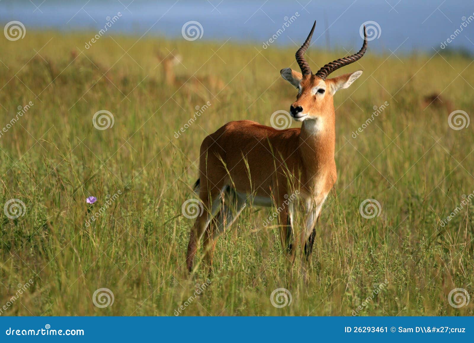 Impala Antelope, Uganda, Africa Stock Image - Image of country ...