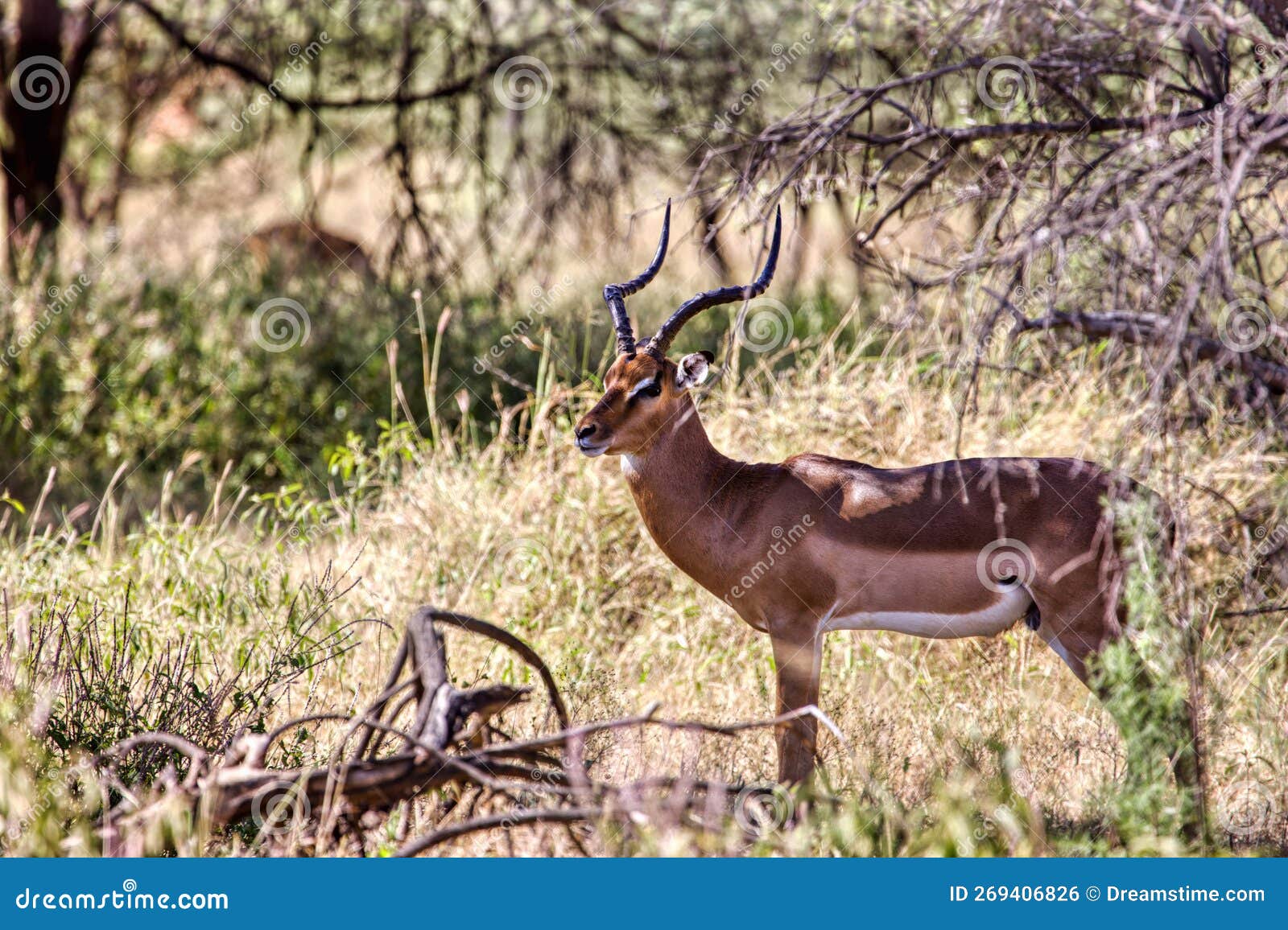 Impala Antelope Walking on a Grass Field Stock Photo - Image of ...