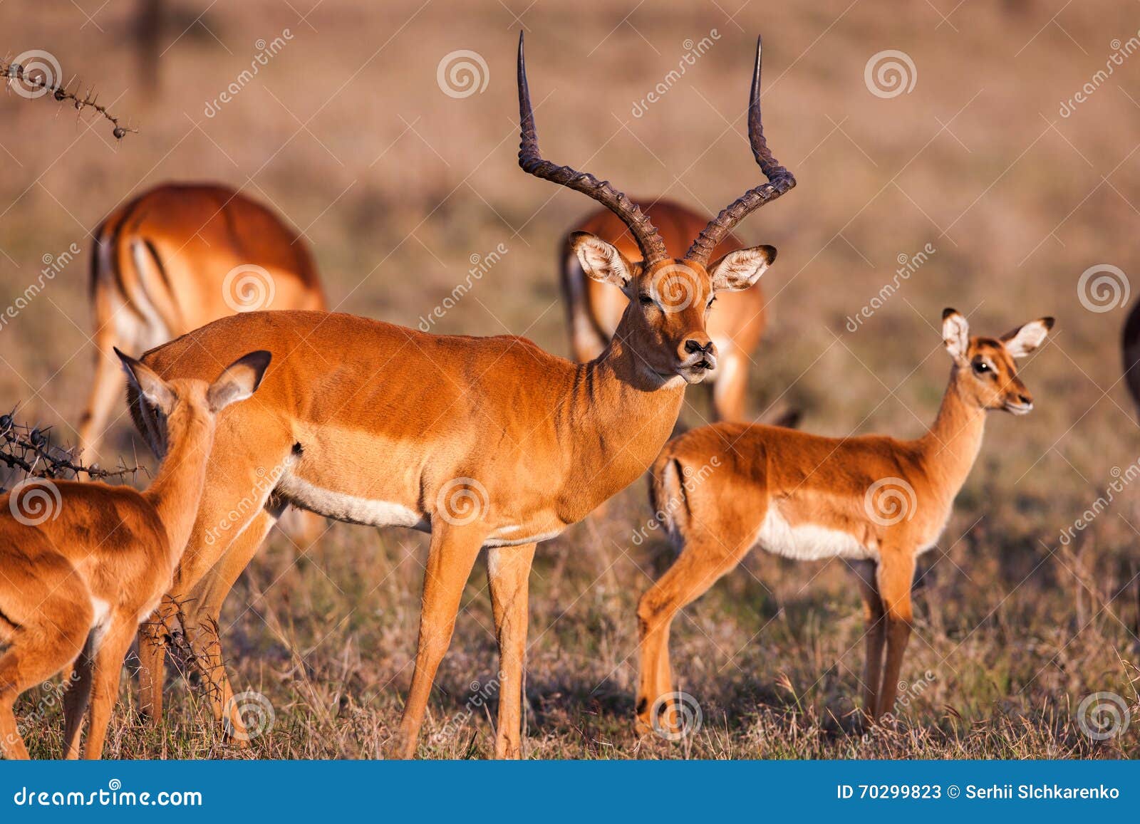 31,217 Antelope Landscape Stock Photos - Free & Royalty-Free Stock ...