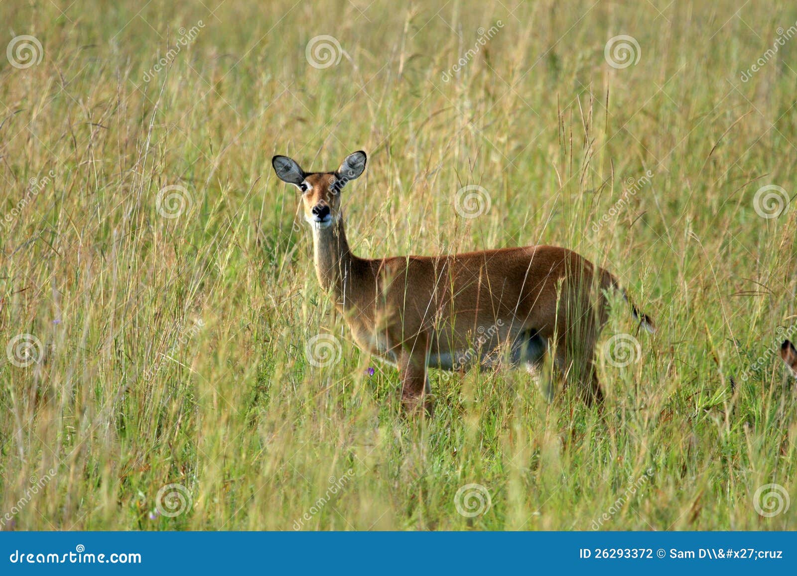 Impala-Antilope, Uganda, Afrika Stockfoto - Bild von impala, afrika ...