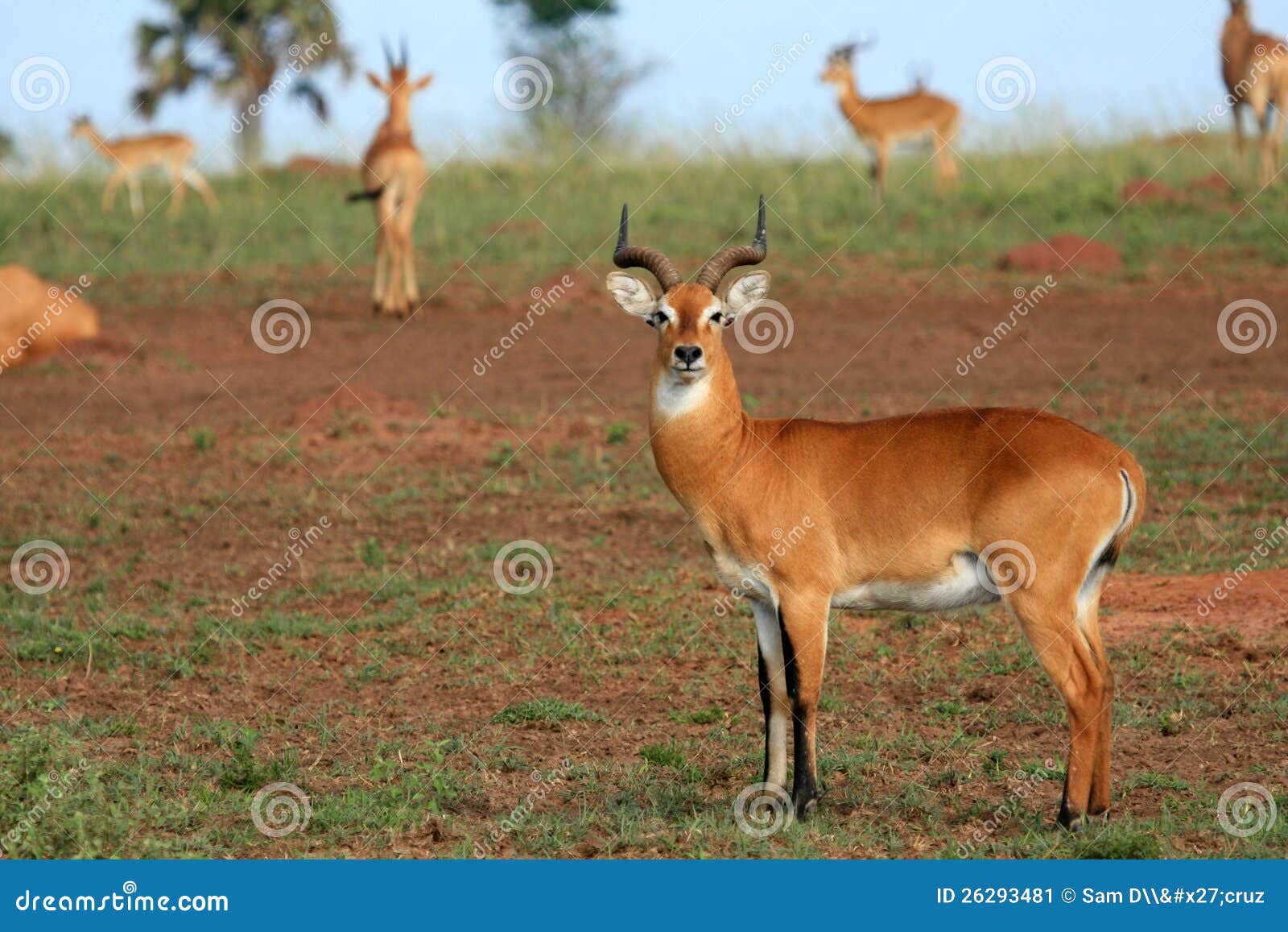 Impala-Antilope, Uganda, Afrika Stockbild - Bild von antilope, afrika ...