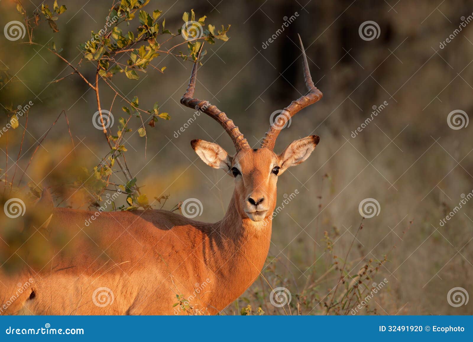 Impala antylopa zdjęcie stock. Obraz złożonej z niezepsuty - 32491920