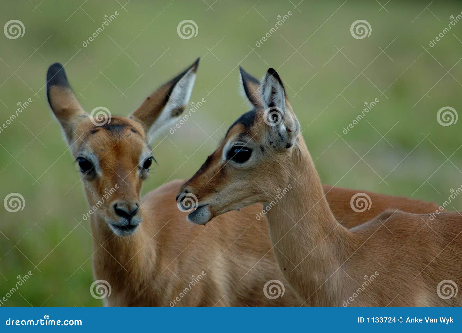 Impala babies stock photo. Image of africa, farmyard, deer - 1133724