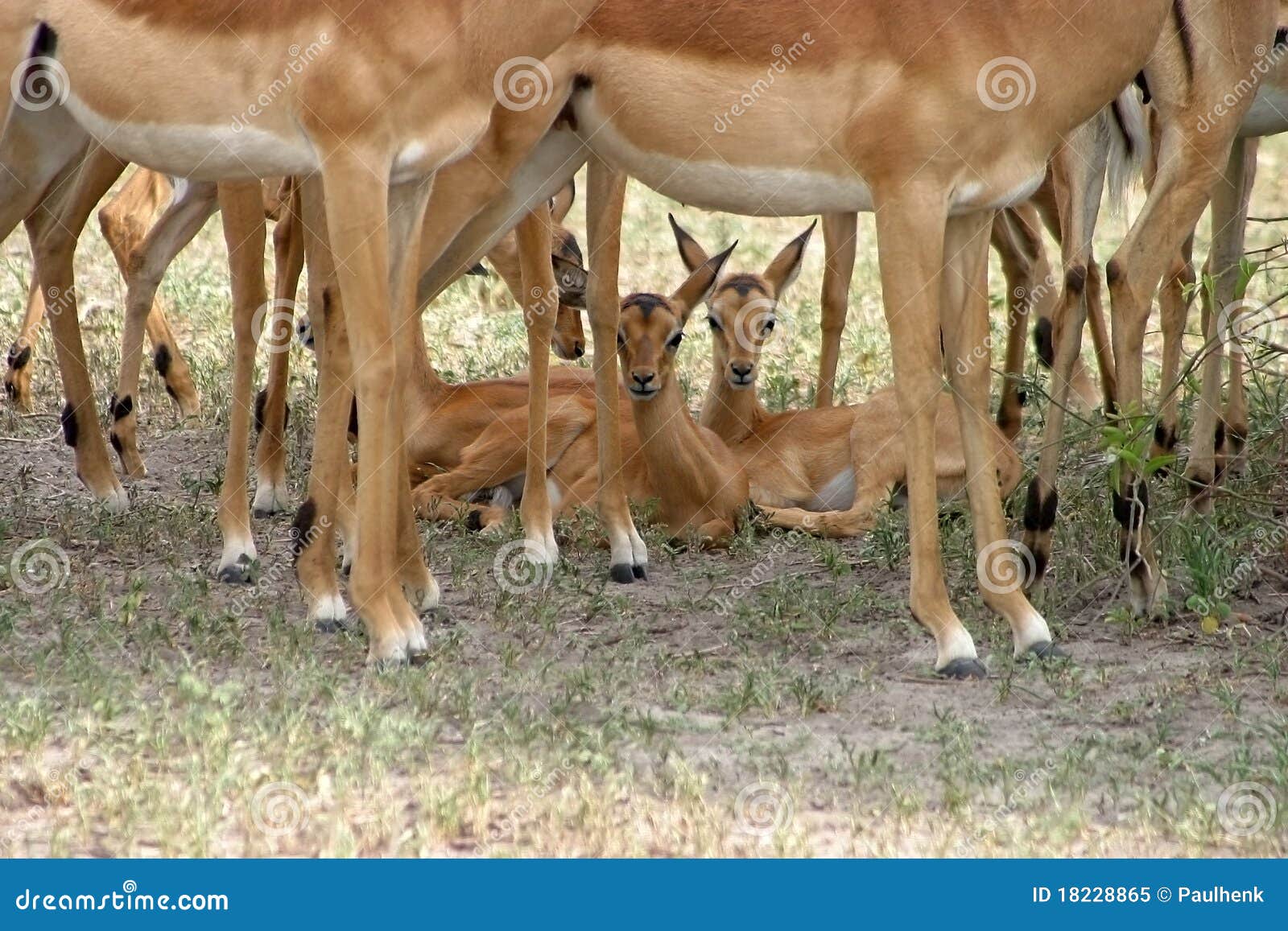 Impala babies stock image. Image of savanna, legs, young - 18228865