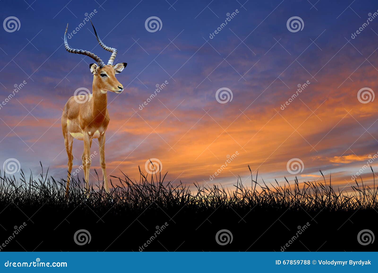 Impala on the Background of Sunset Sky Stock Photo - Image of landscape ...