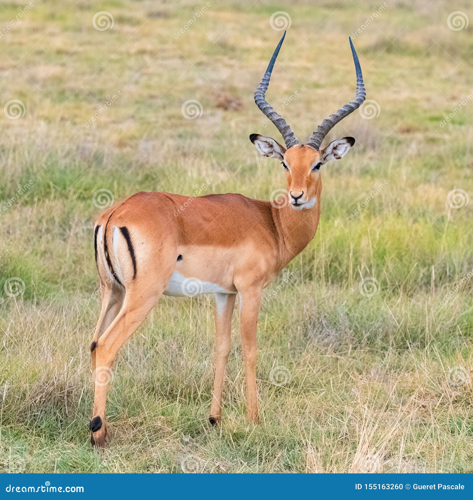 Impala Antelope Stock Photos - Download 7,631 Royalty Free Photos