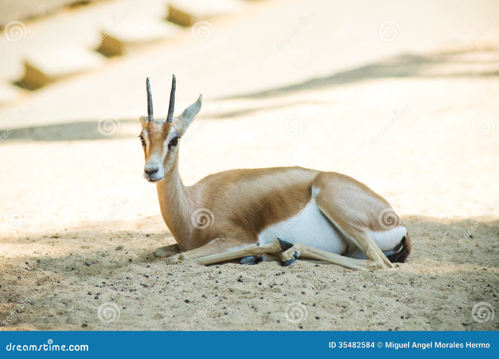 Impala stock photo. Image of steppe, bovidae, aepyceros - 35482584