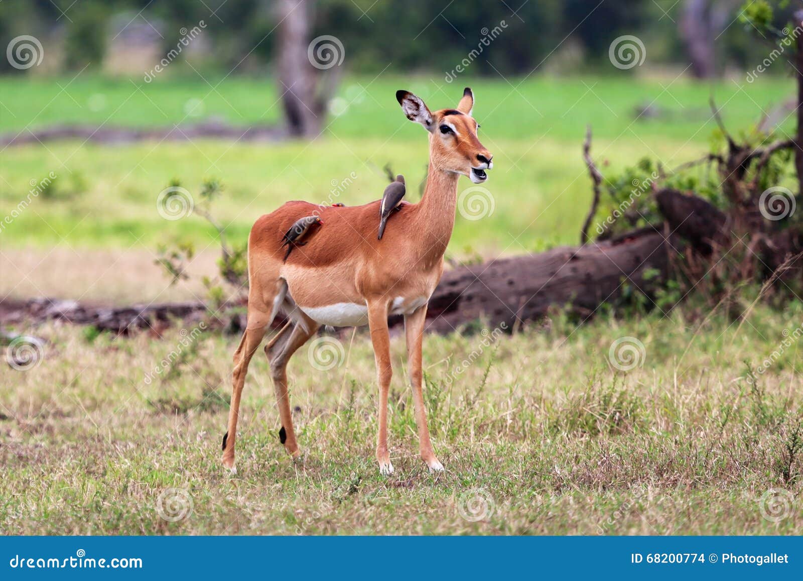 Impala with Birds at Masai Mara Stock Photo - Image of kenya, savannah ...