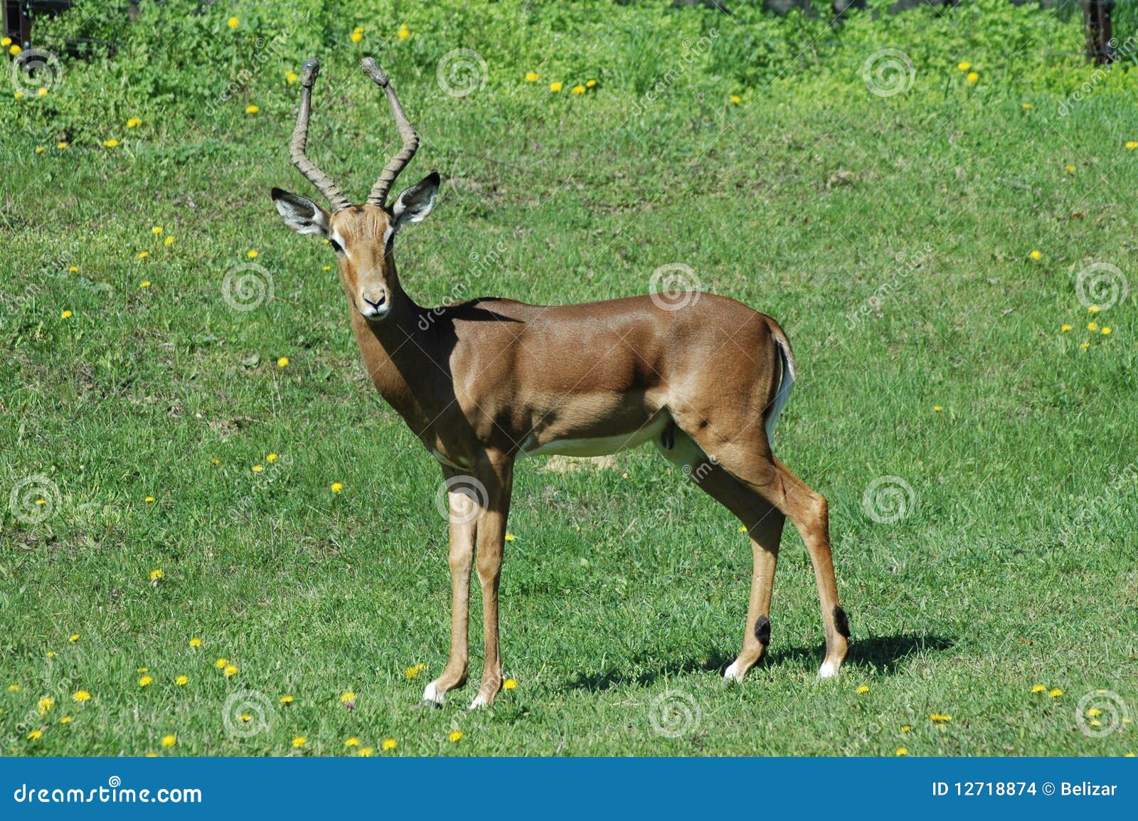 Impala Buck (Aepyceros Melampus) Stock Photo - Image of aepyceros ...