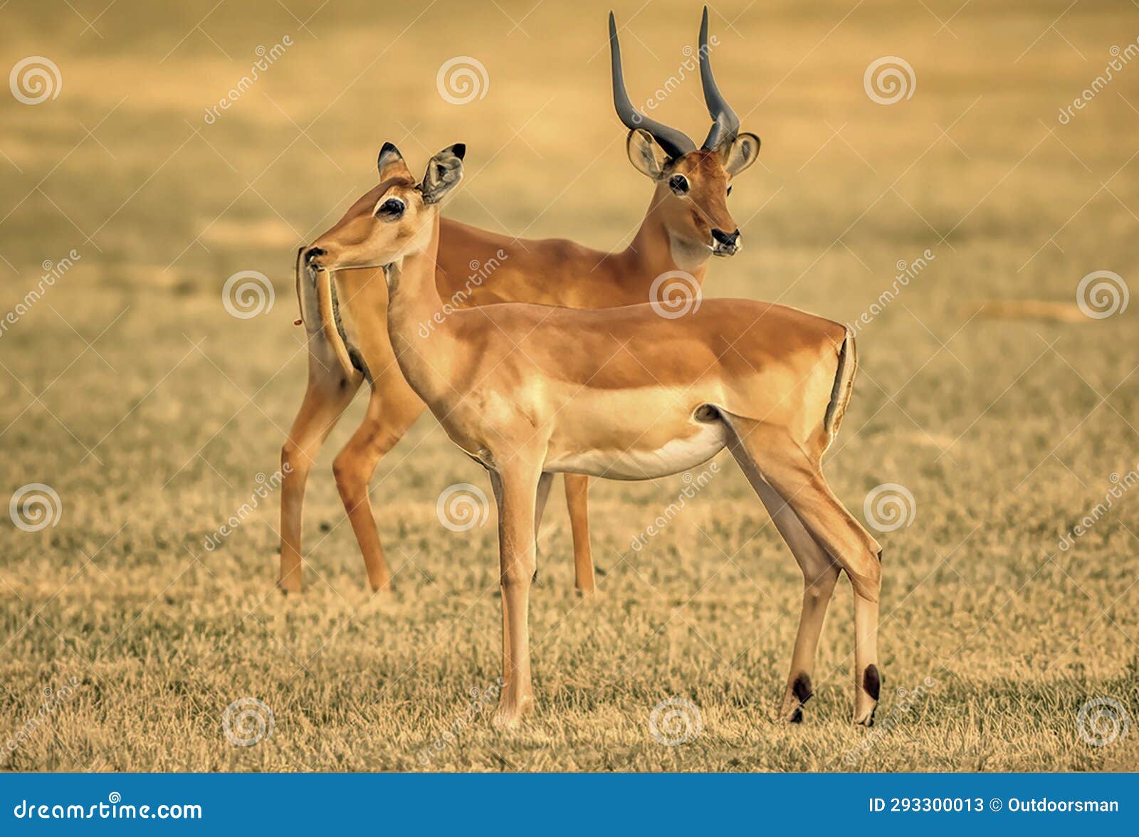 Impala Buck and Doe,generated Image Stock Illustration - Illustration ...