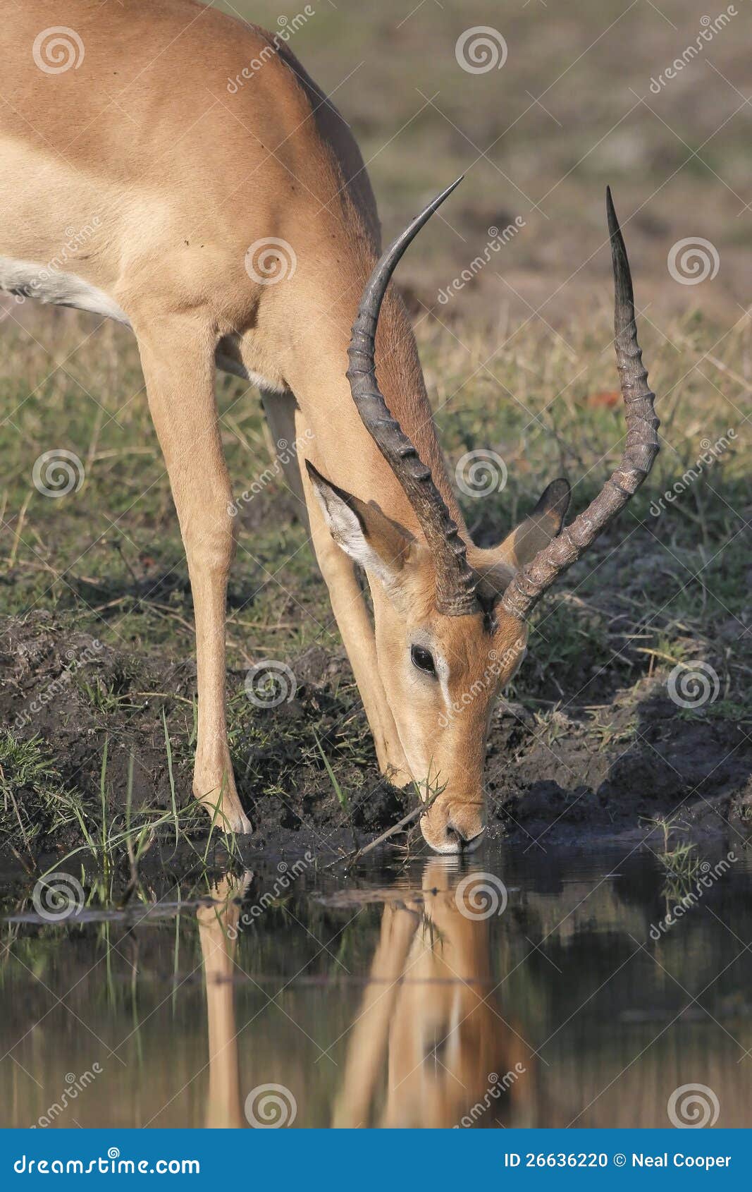 Impala Buck Drinking Water River Photos - Free & Royalty-Free Stock ...
