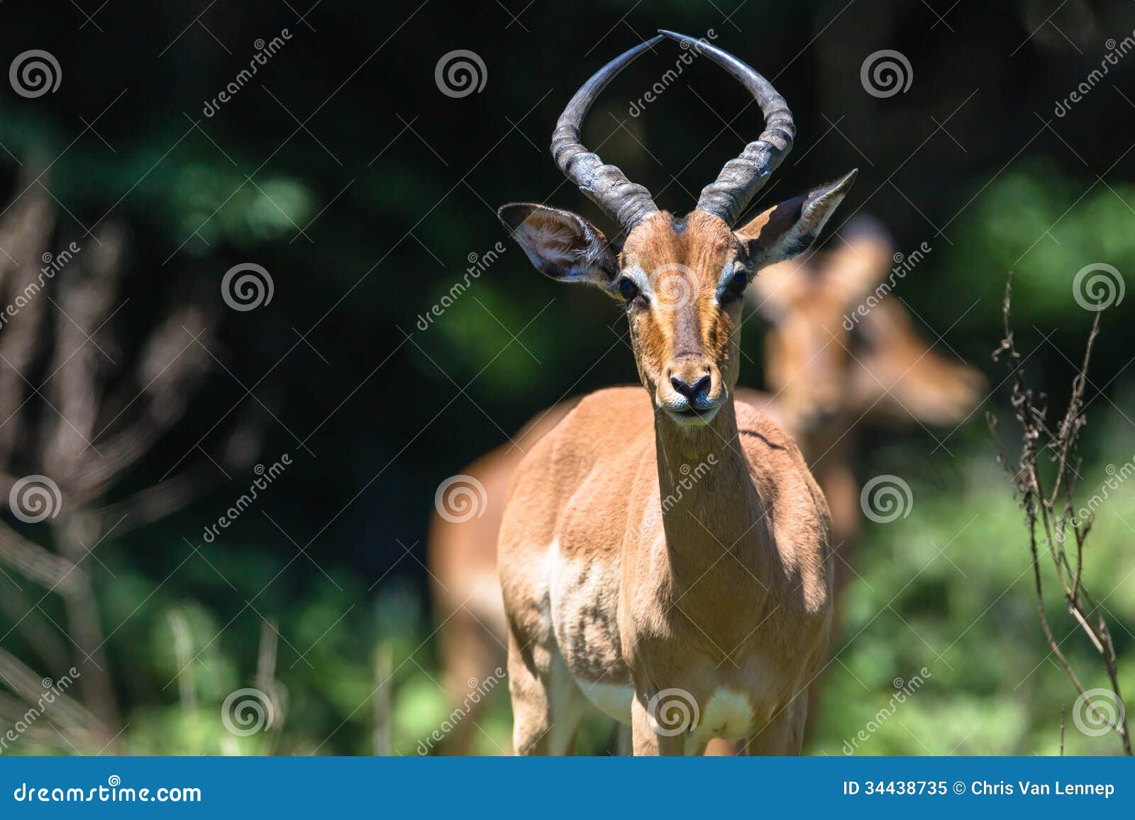 Impala Buck Horns Animal Wildife Imagen de archivo - Imagen de pista ...