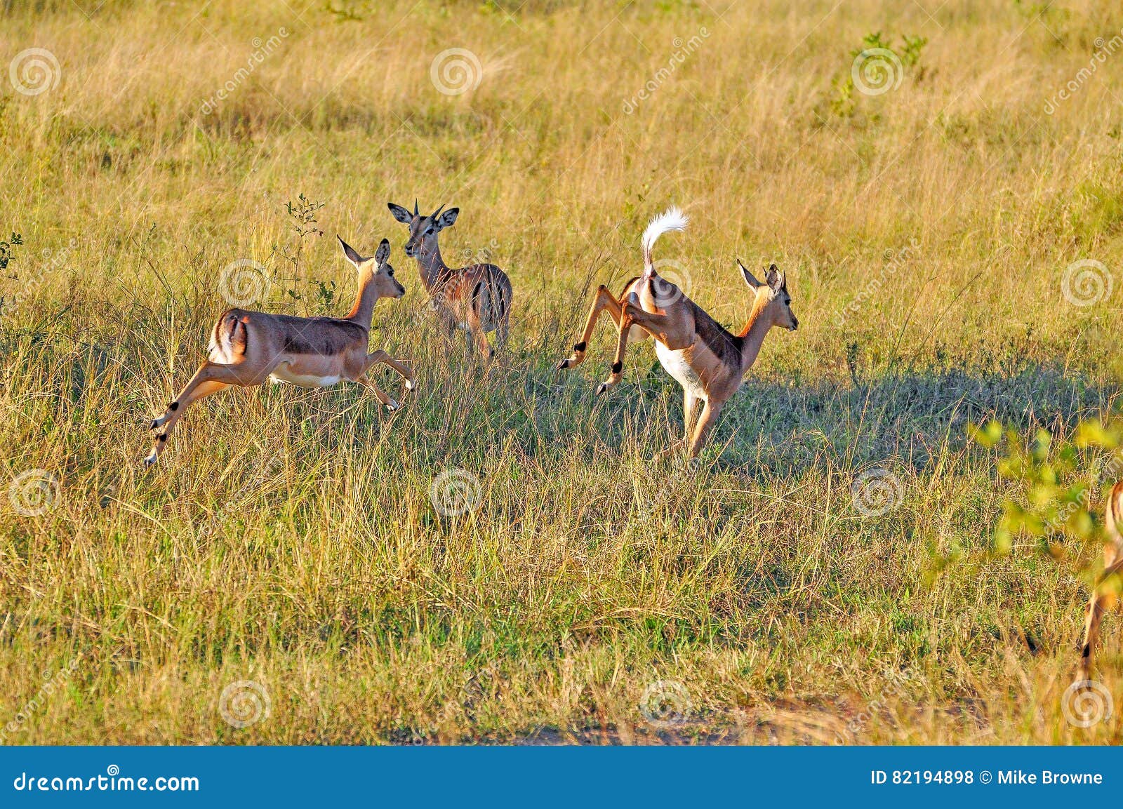 Impala Buck Jumping stock photo. Image of buck, three - 82194898