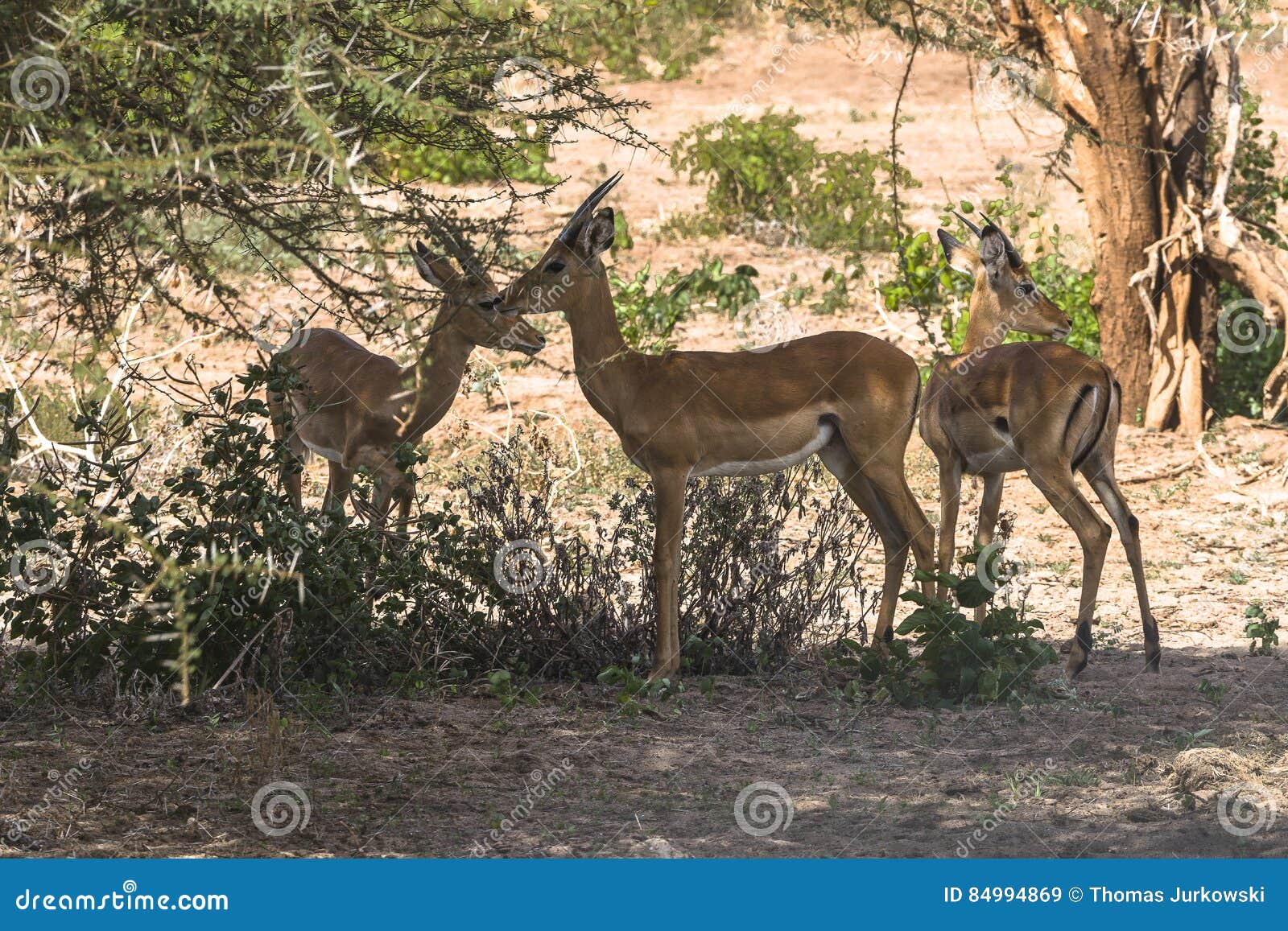 Impala De Trois Antilopes En Tanzanie Image stock - Image du temps ...
