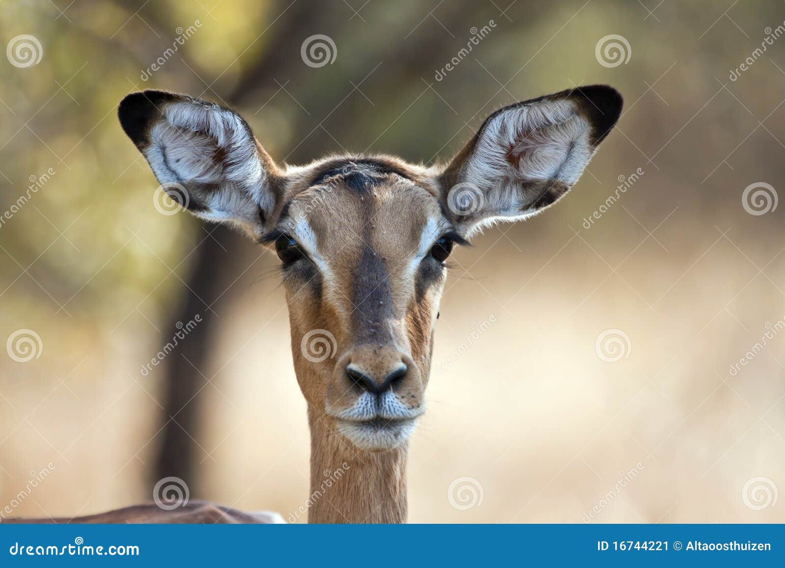 Impala Doe with Back-lighting Portrait Stock Image - Image of mammal ...