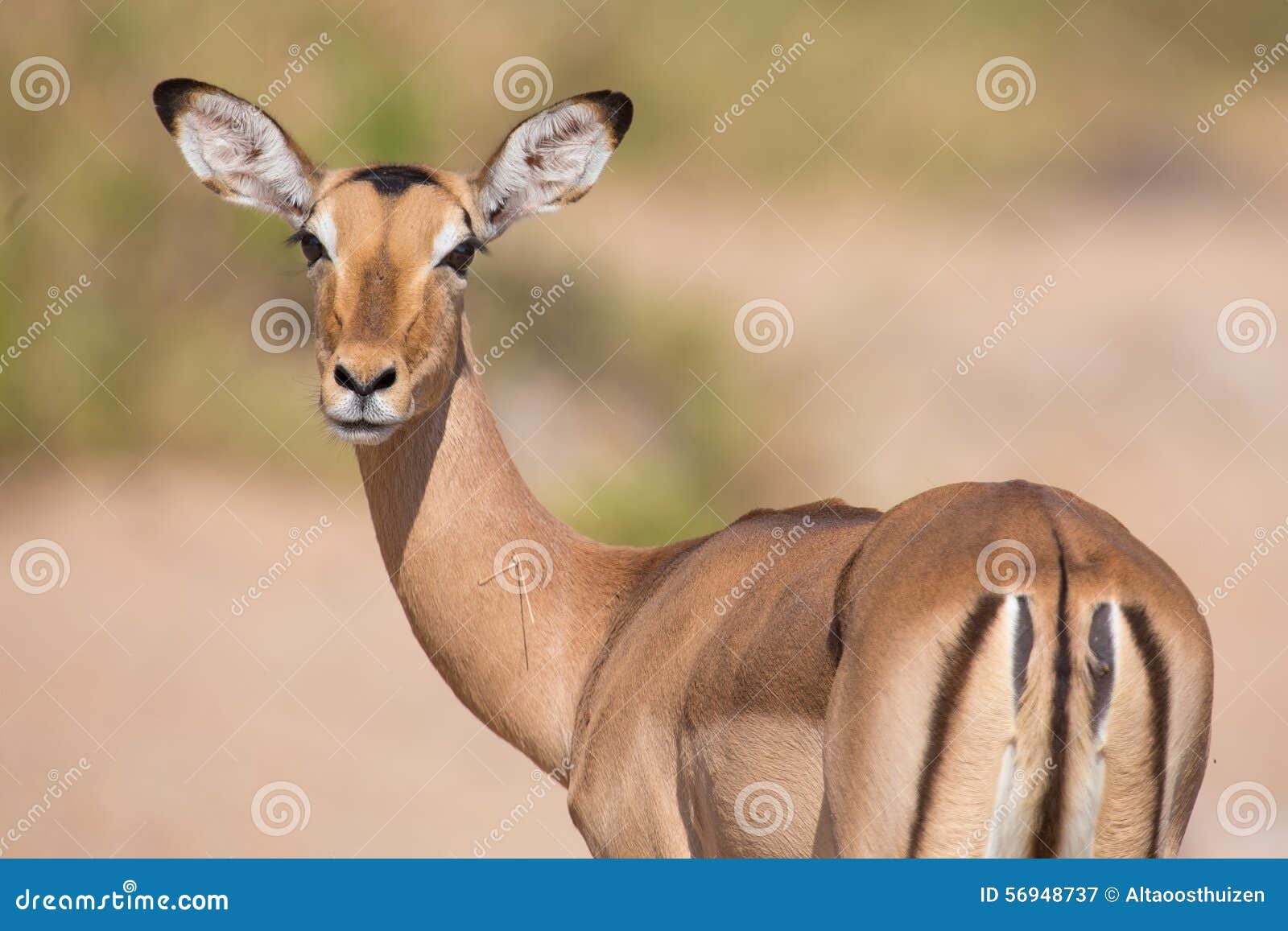 Impala Doe Looking for Possible Danger Portrait Stock Image - Image of ...