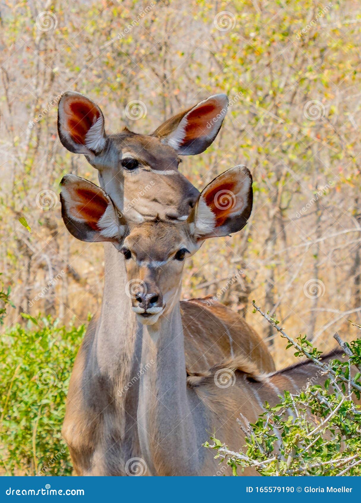 Impala Ears stock photo. Image of impala, africa, antelope - 165579190
