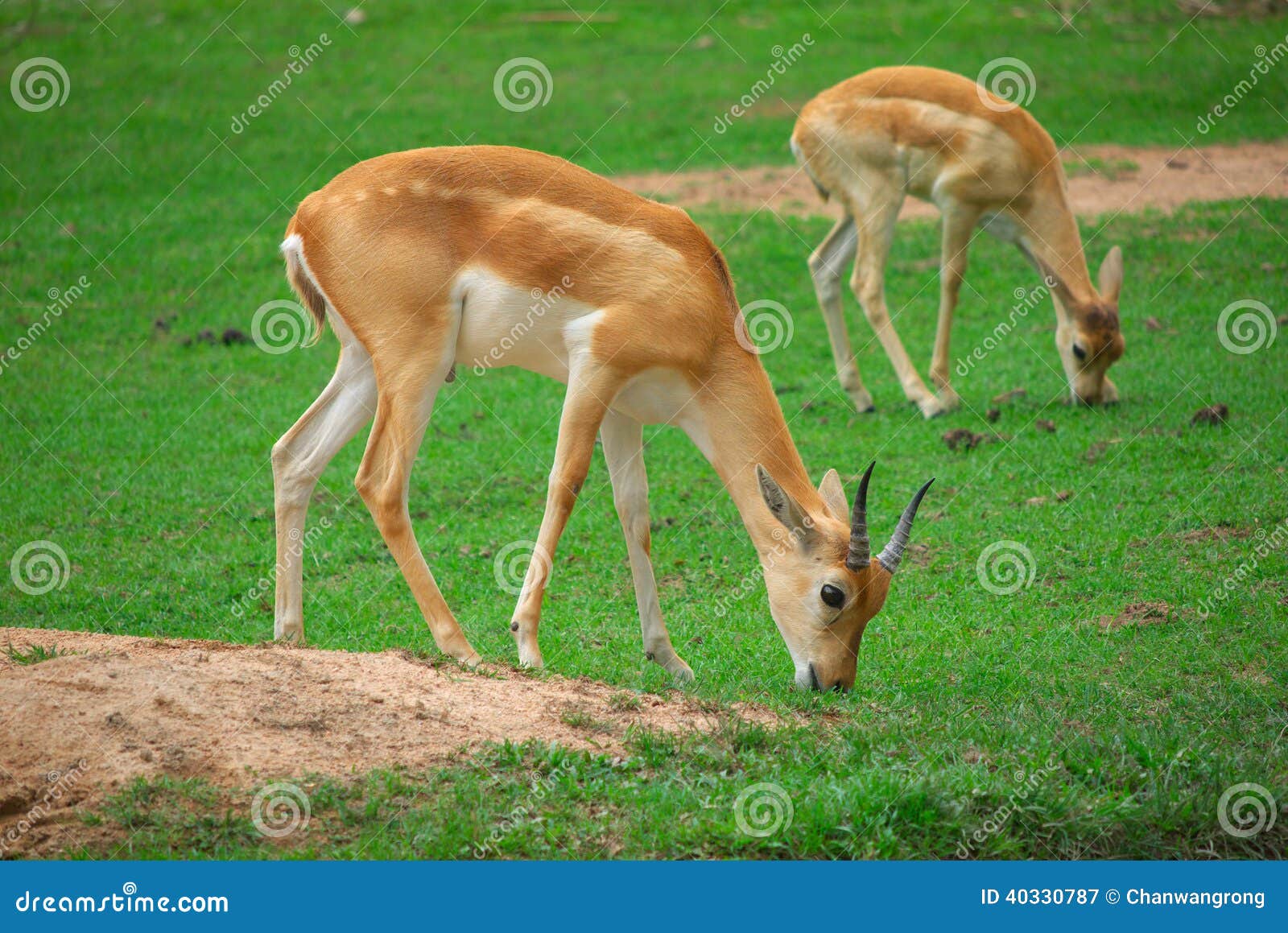 Impala stock image. Image of animal, wildlife, mammal - 40330787