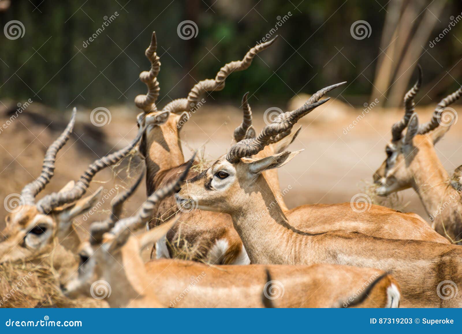 Impala Eating Meadow in the Zoo Stock Image - Image of nature, animals ...
