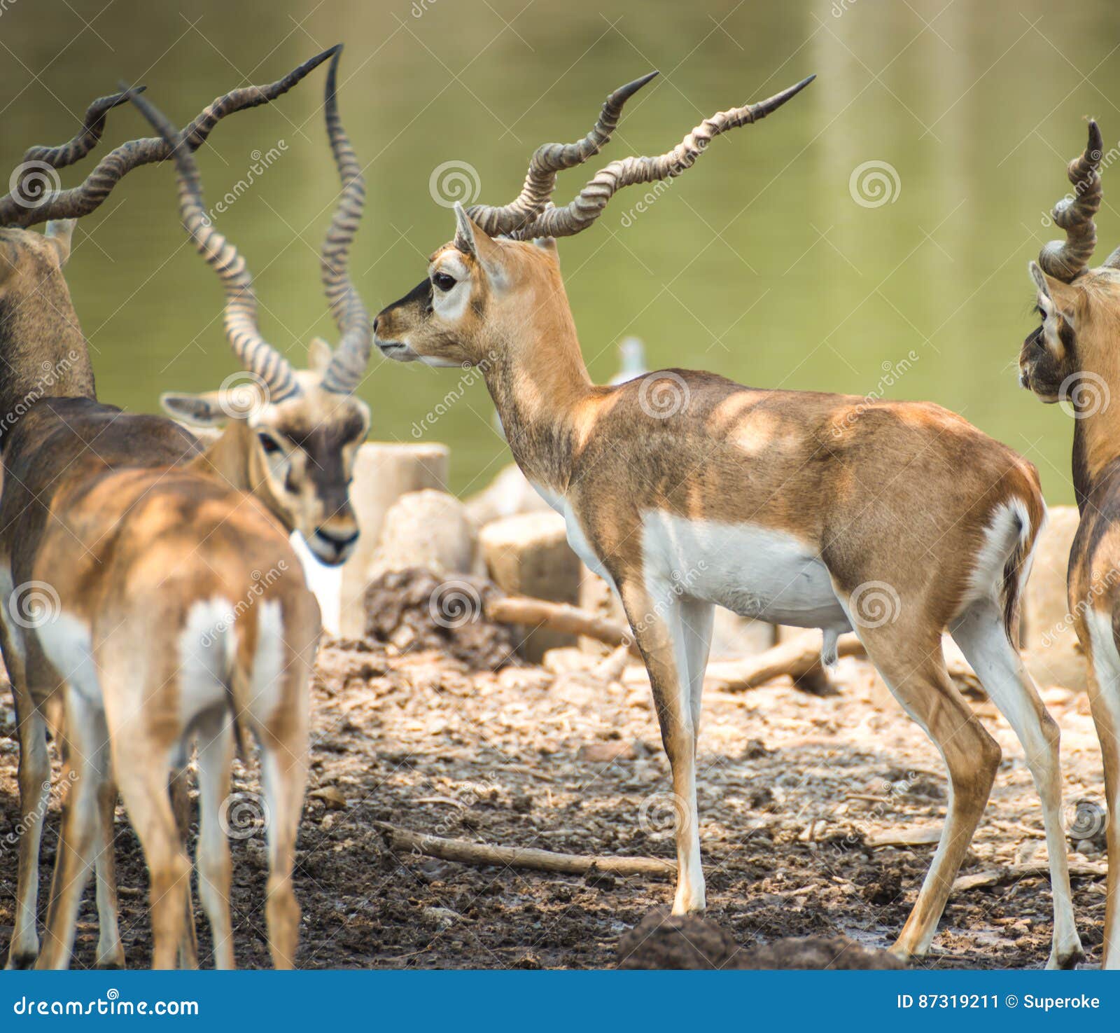 Impala Eating Meadow in the Zoo Stock Image - Image of land, east: 87319211