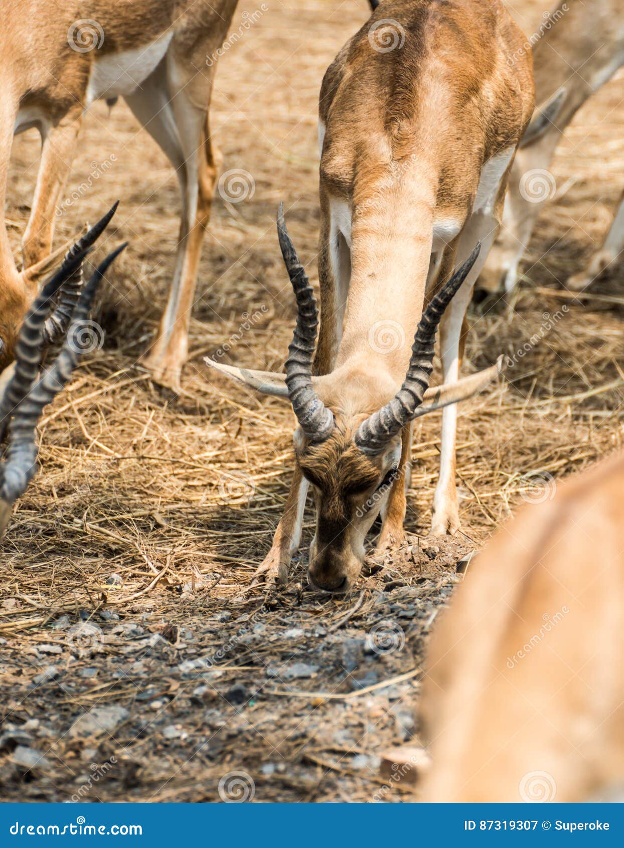 Impala Eating Meadow in the Zoo Stock Image - Image of head, central ...