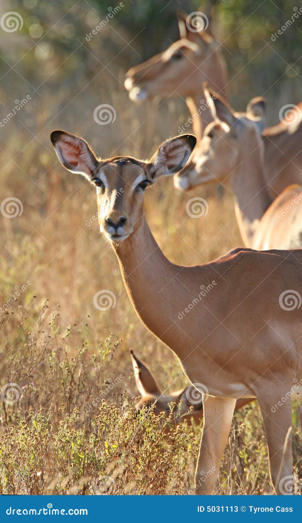 Impala ewe stock image. Image of nature, mammal, africa - 5031113