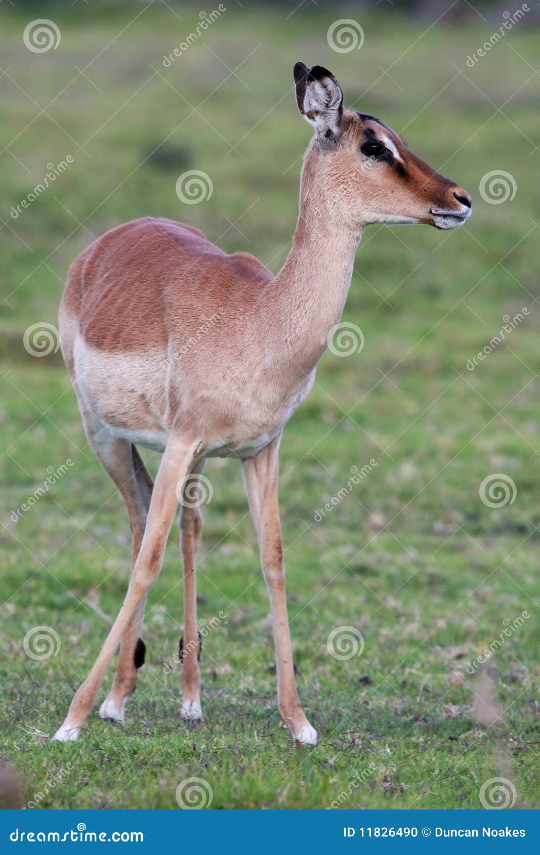 Impala Ewe Antelope stock photo. Image of aepyceros, african - 11826490