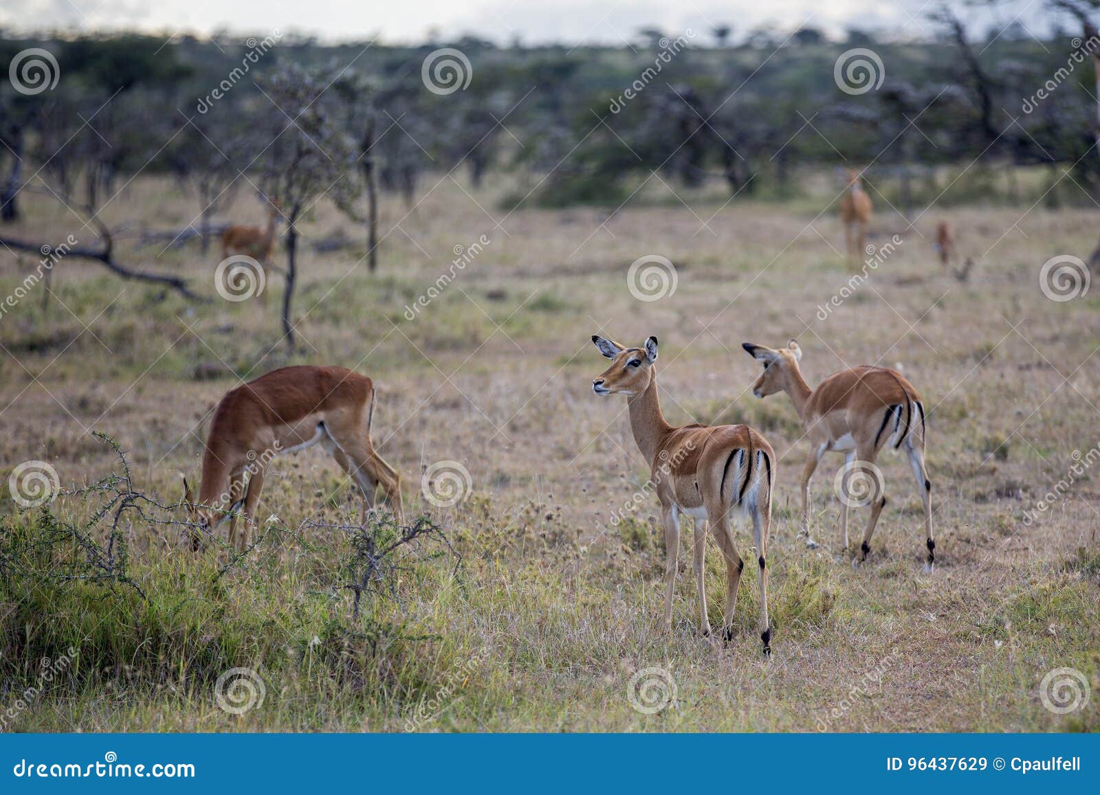 Impala ewe stock image. Image of kruger, aepyceros, antelope - 96437629