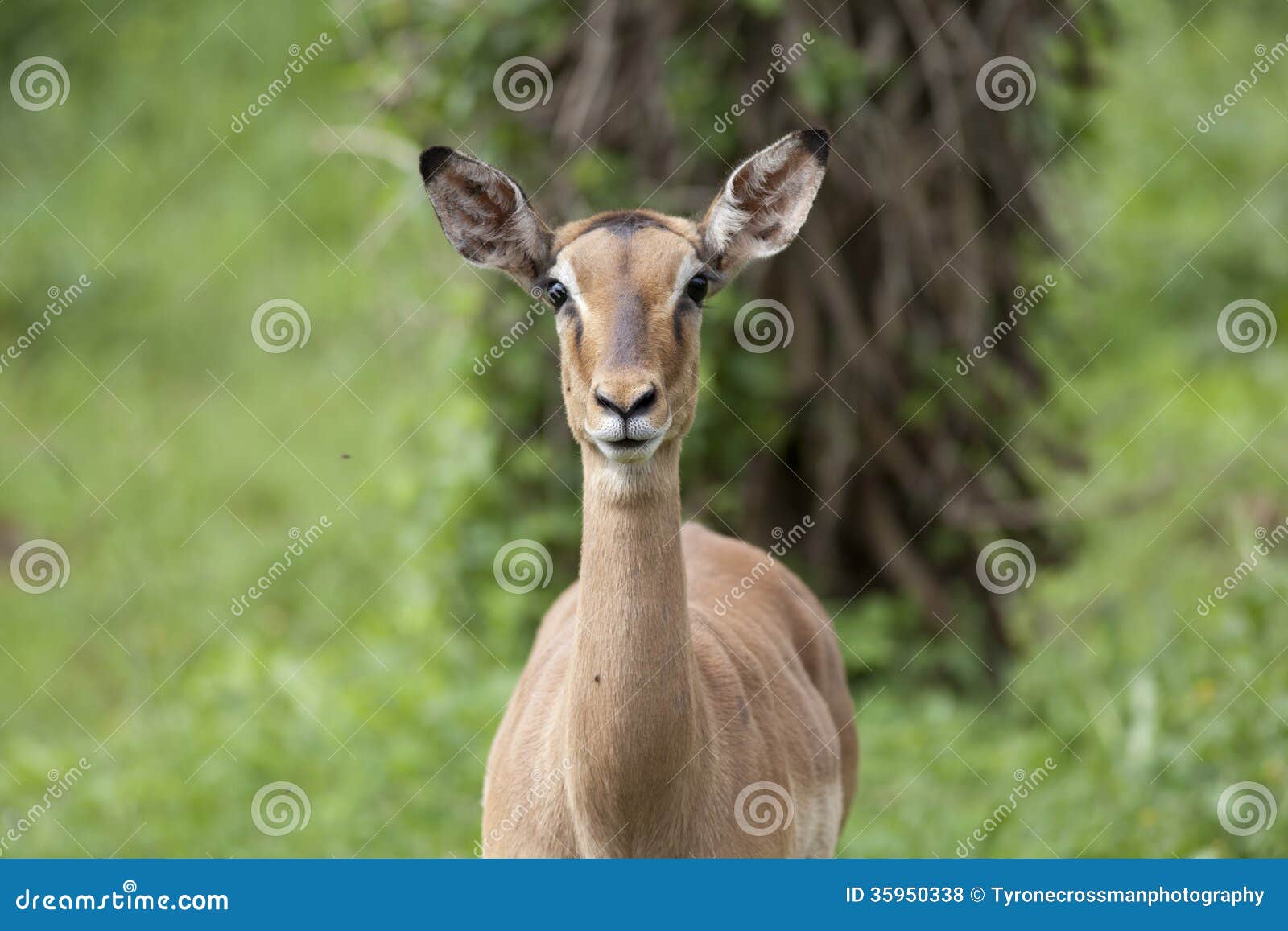 Impala ewe stock photo. Image of camera, looking, staring - 35950338
