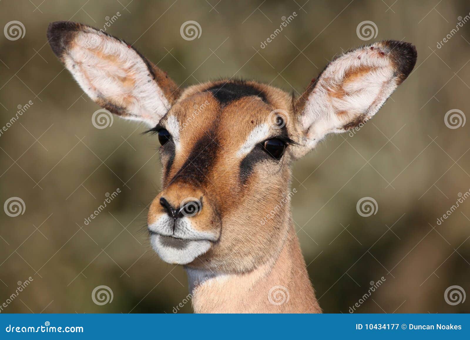 Impala Ewe Portrait stock image. Image of large, ears - 10434177