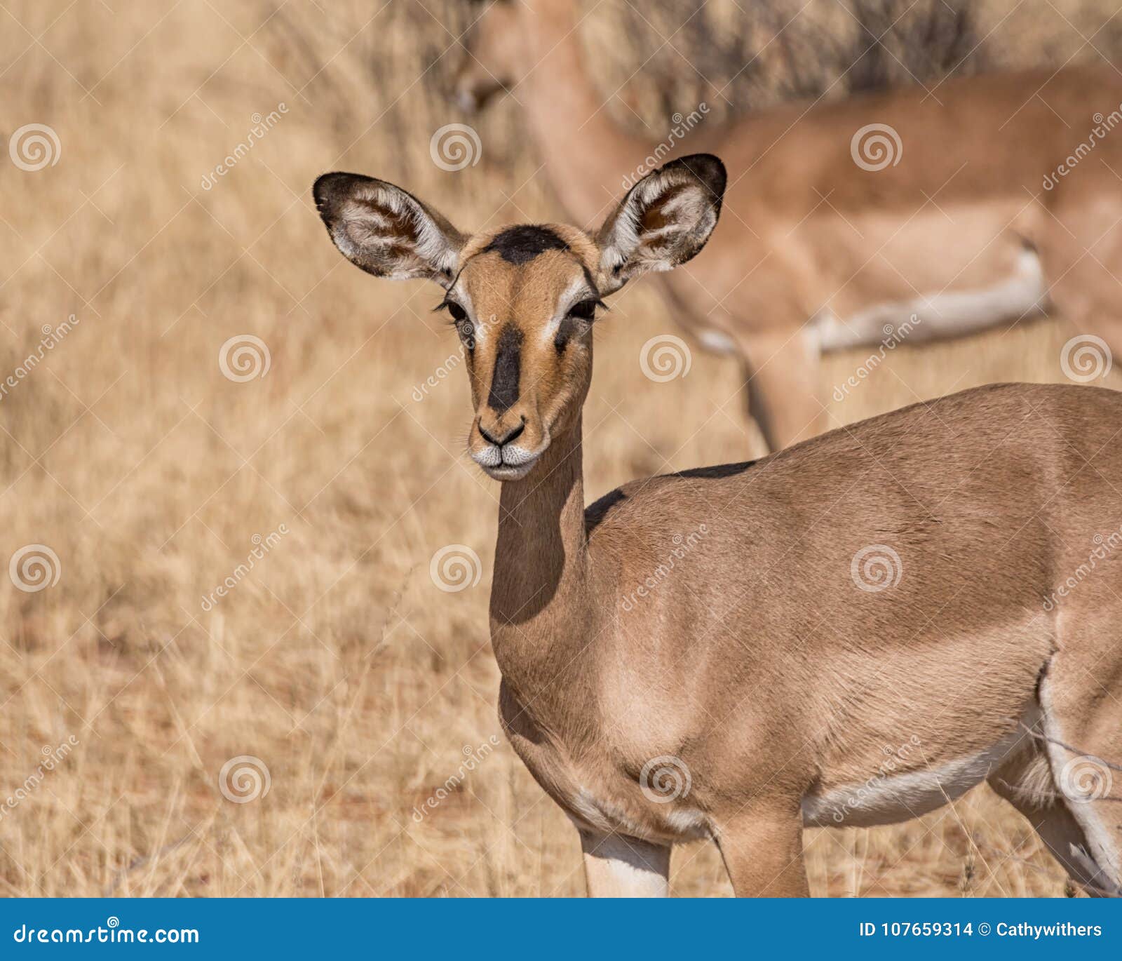 Impala Ewe stock photo. Image of buck, horned, gazelle - 107659314