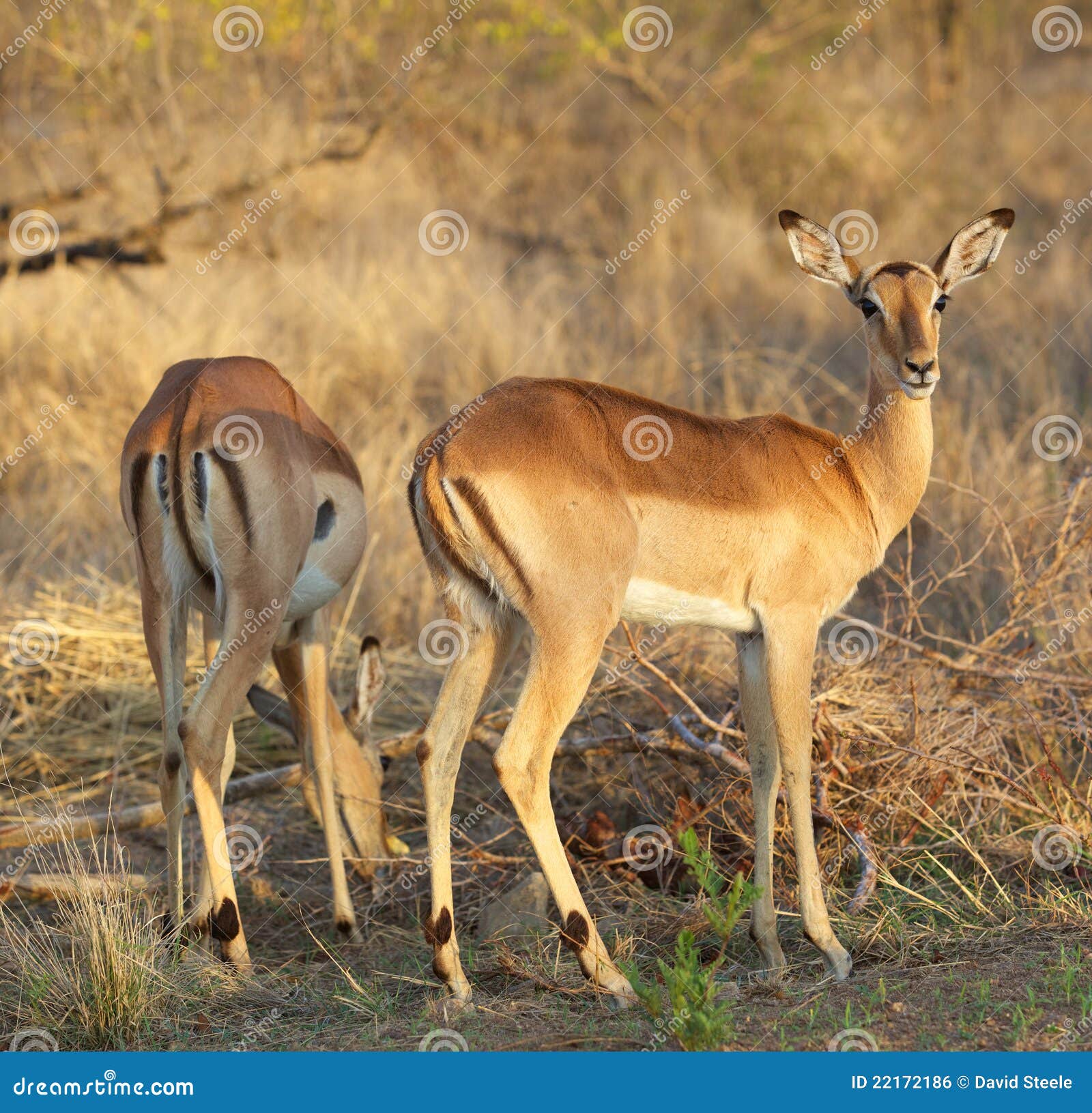 Impala Ewes stock photo. Image of african, aepyceros - 22172186