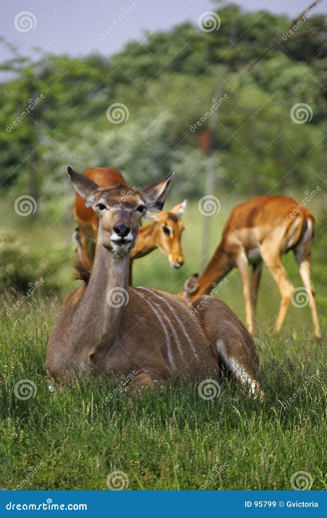 Impala family stock image. Image of deer, family, watchful - 95799