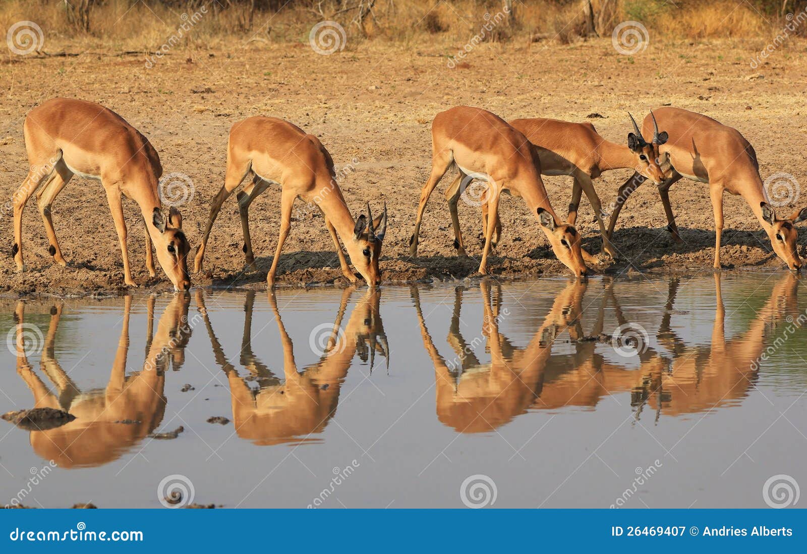 Impala - Family Portrait and Reflection Stock Image - Image of bush ...