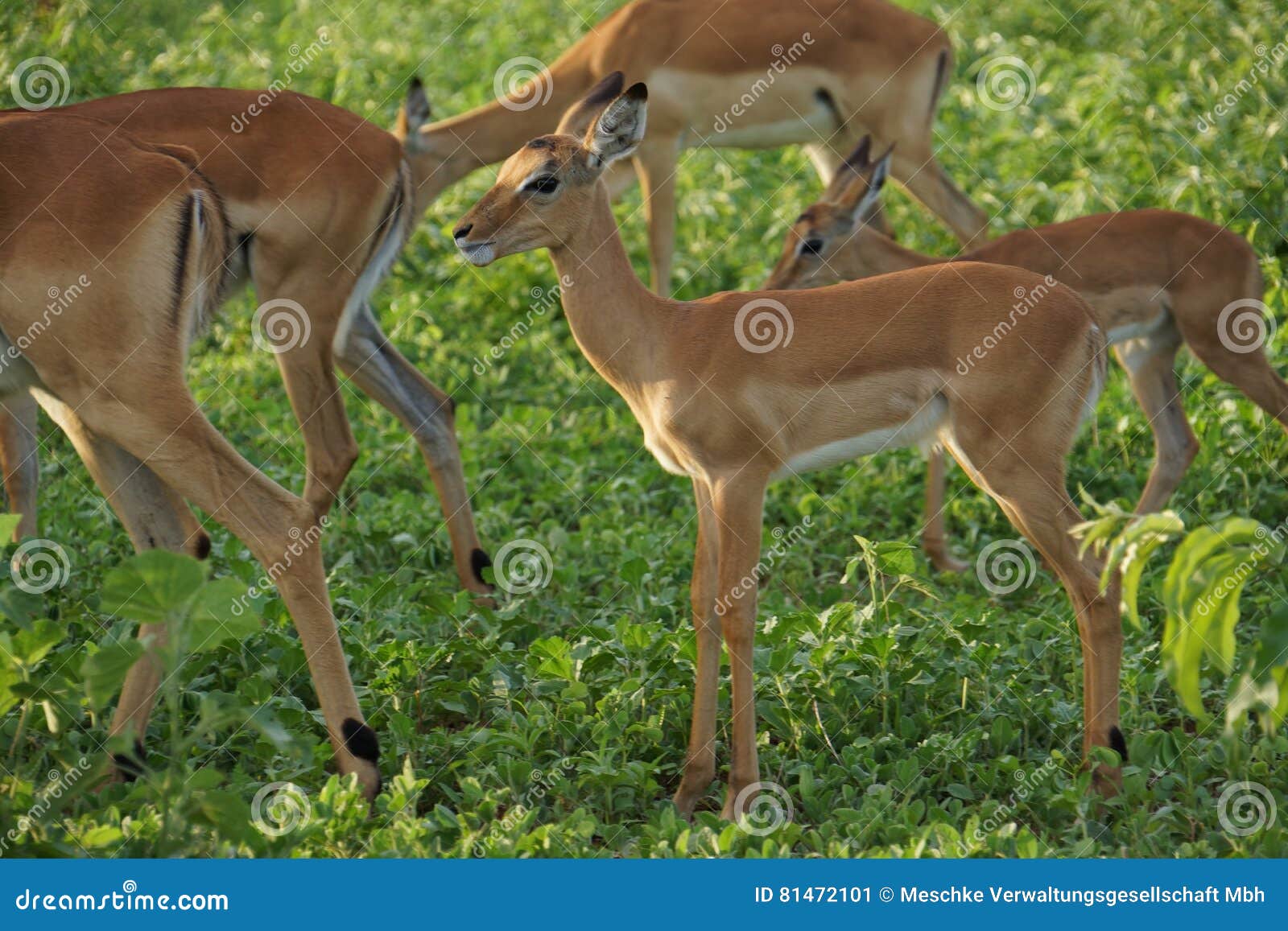 Impala fawn in the bush stock image. Image of bush, tree - 81472101