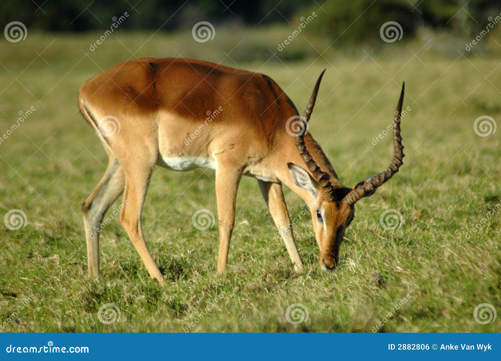 Impala feeding stock photo. Image of impalas, graze, hornes - 2882806