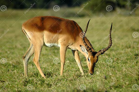 Impala feeding stock photo. Image of impalas, graze, hornes - 2882806