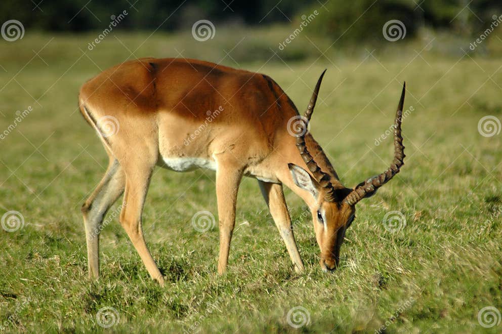 Impala feeding stock photo. Image of impalas, graze, hornes - 2882806