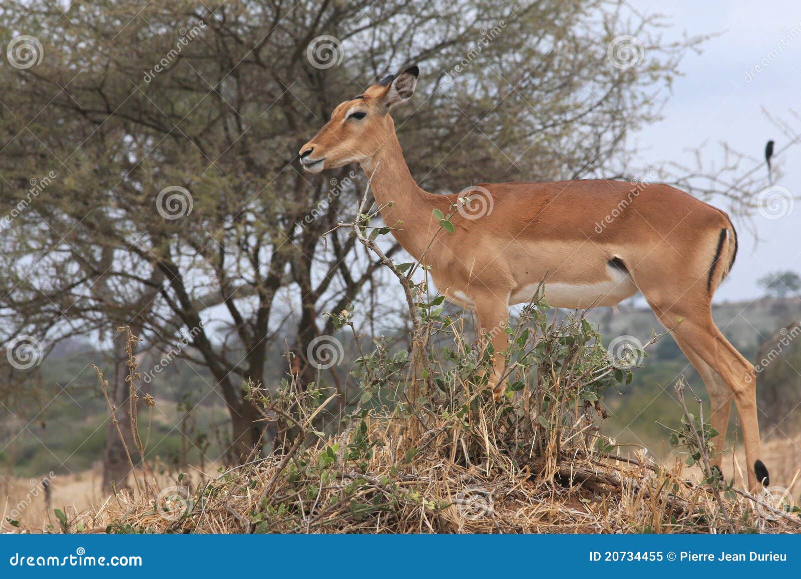 Impala Female stock image. Image of tanzania, wildlife - 20734455